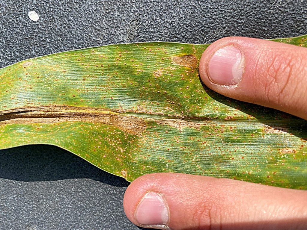 Southern corn rust has been spotted in local fields – The Cairo Messenger